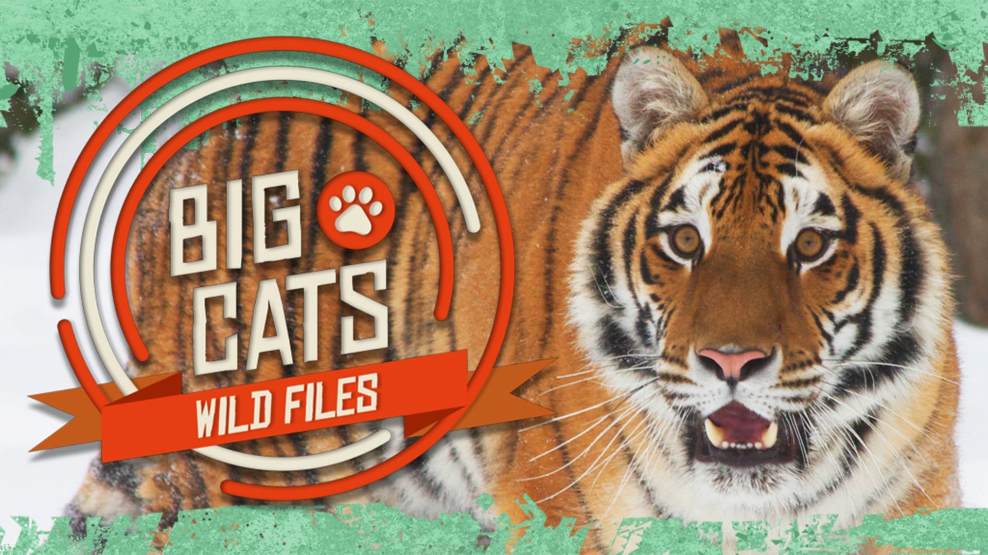 Watch Big Cats: Wild Files Season 1 Episode 1 Online - Stream Full Episodes