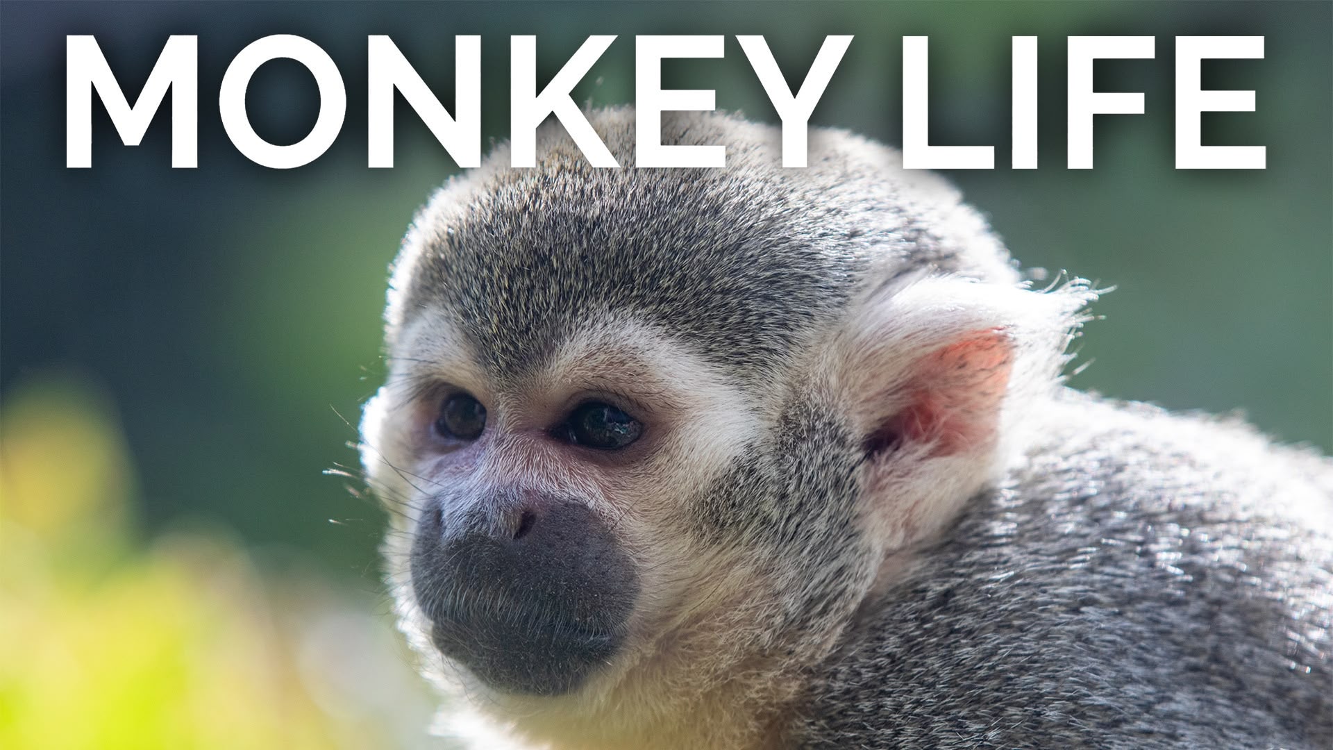 Watch Monkey Life Season 1 Episode 5 Online - Stream Full Episodes