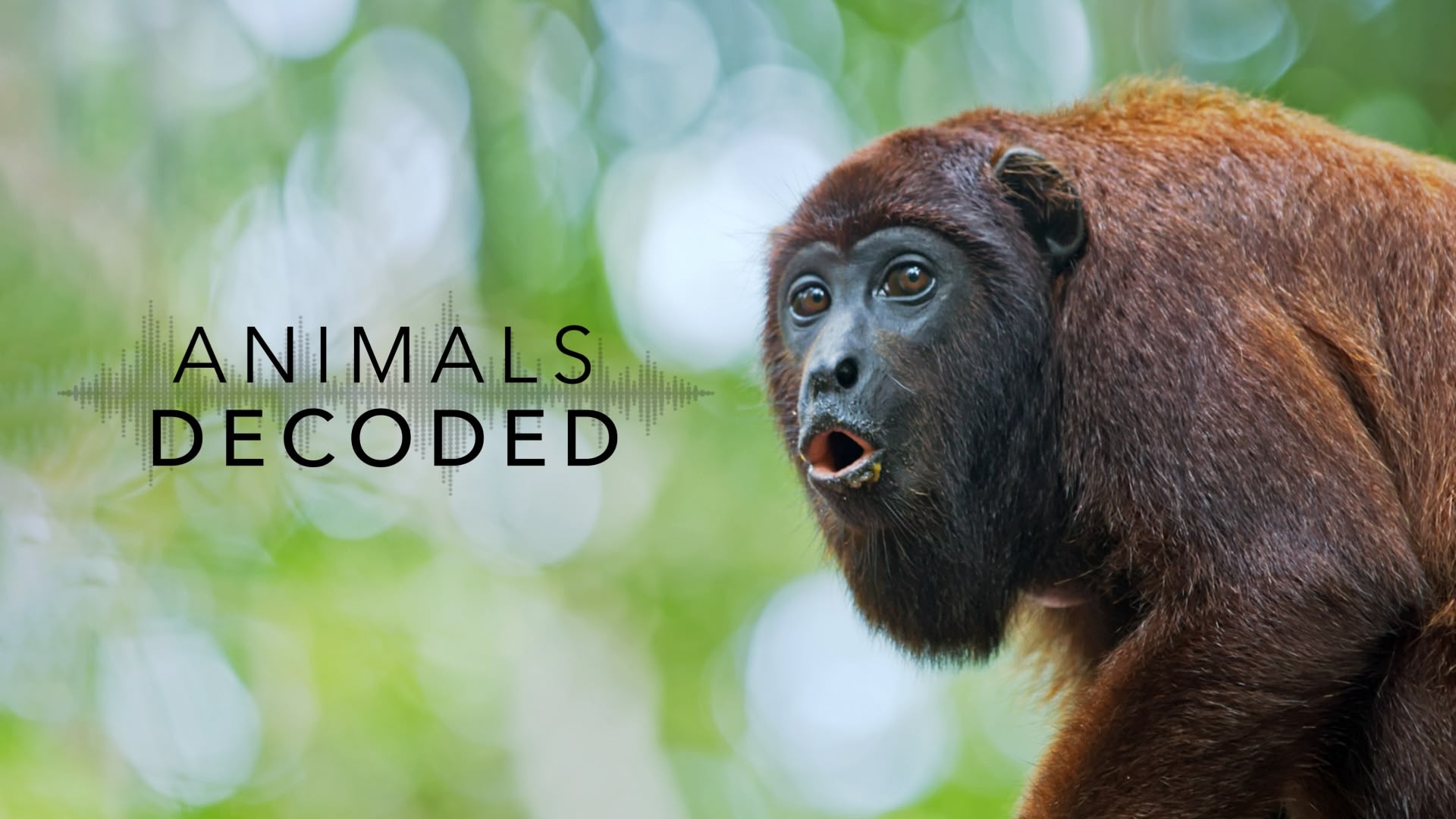Watch Animals Decoded Online - Stream Full Episodes