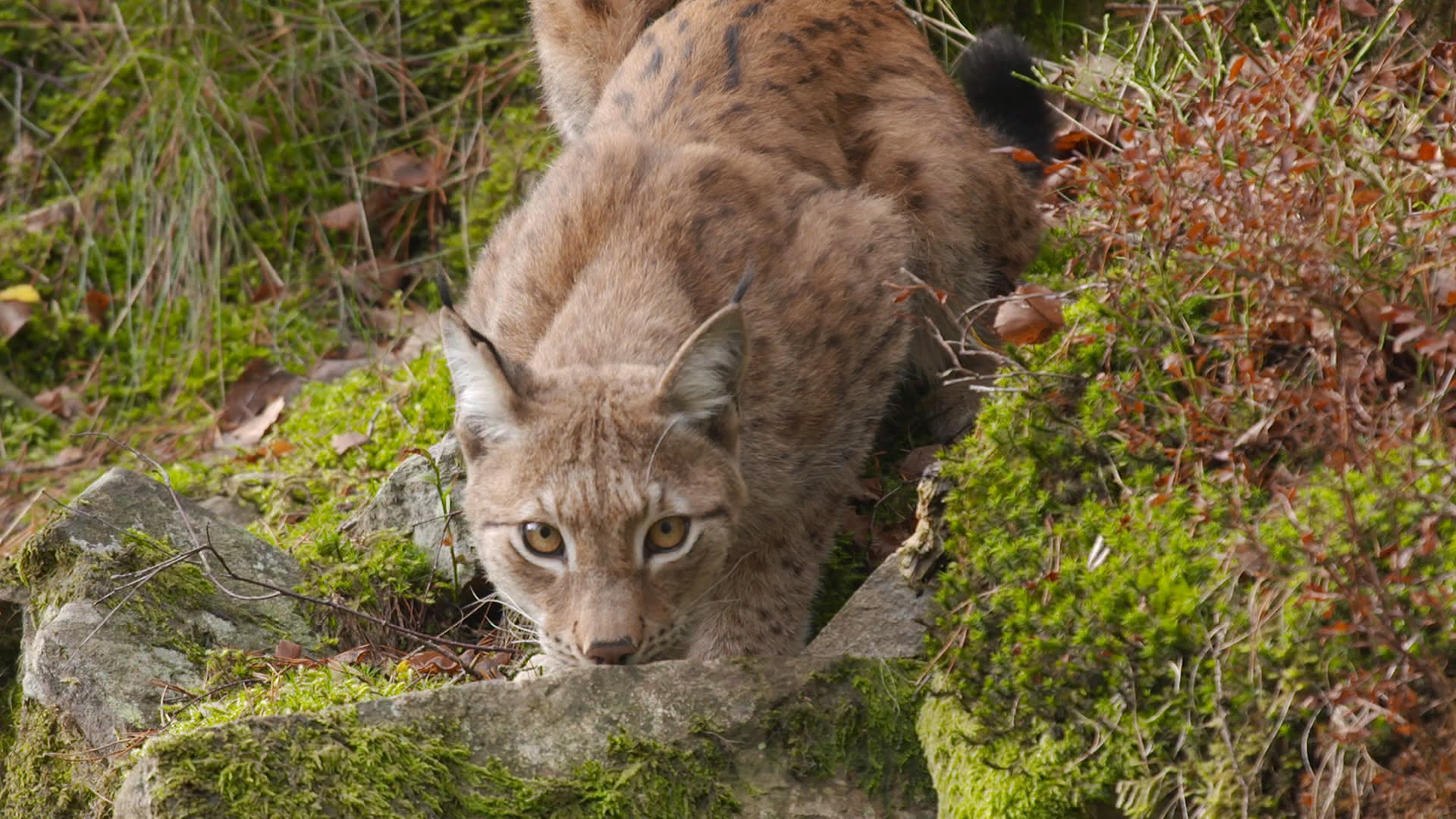 Watch Wild Nordic Online - Stream Full Episodes