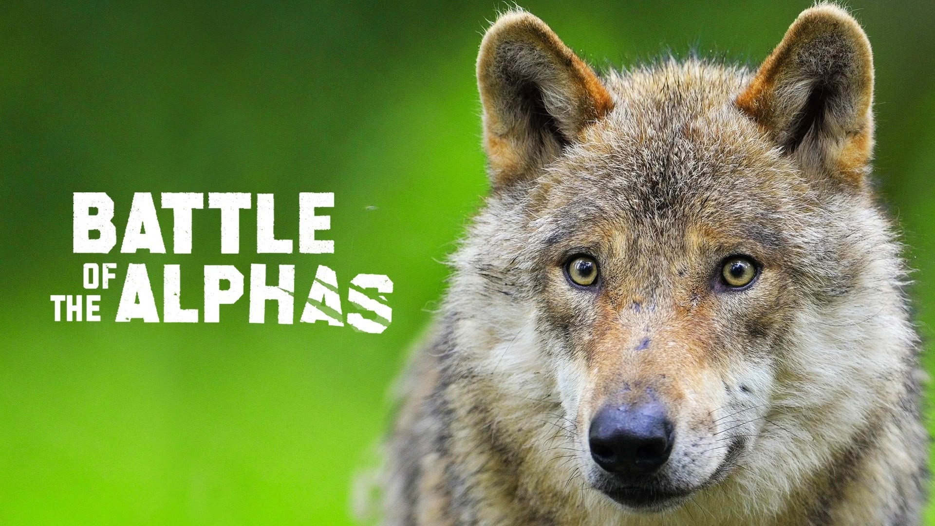 Watch Battle Of The Alphas Season 1 Episode 3 Online - Stream Full Episodes