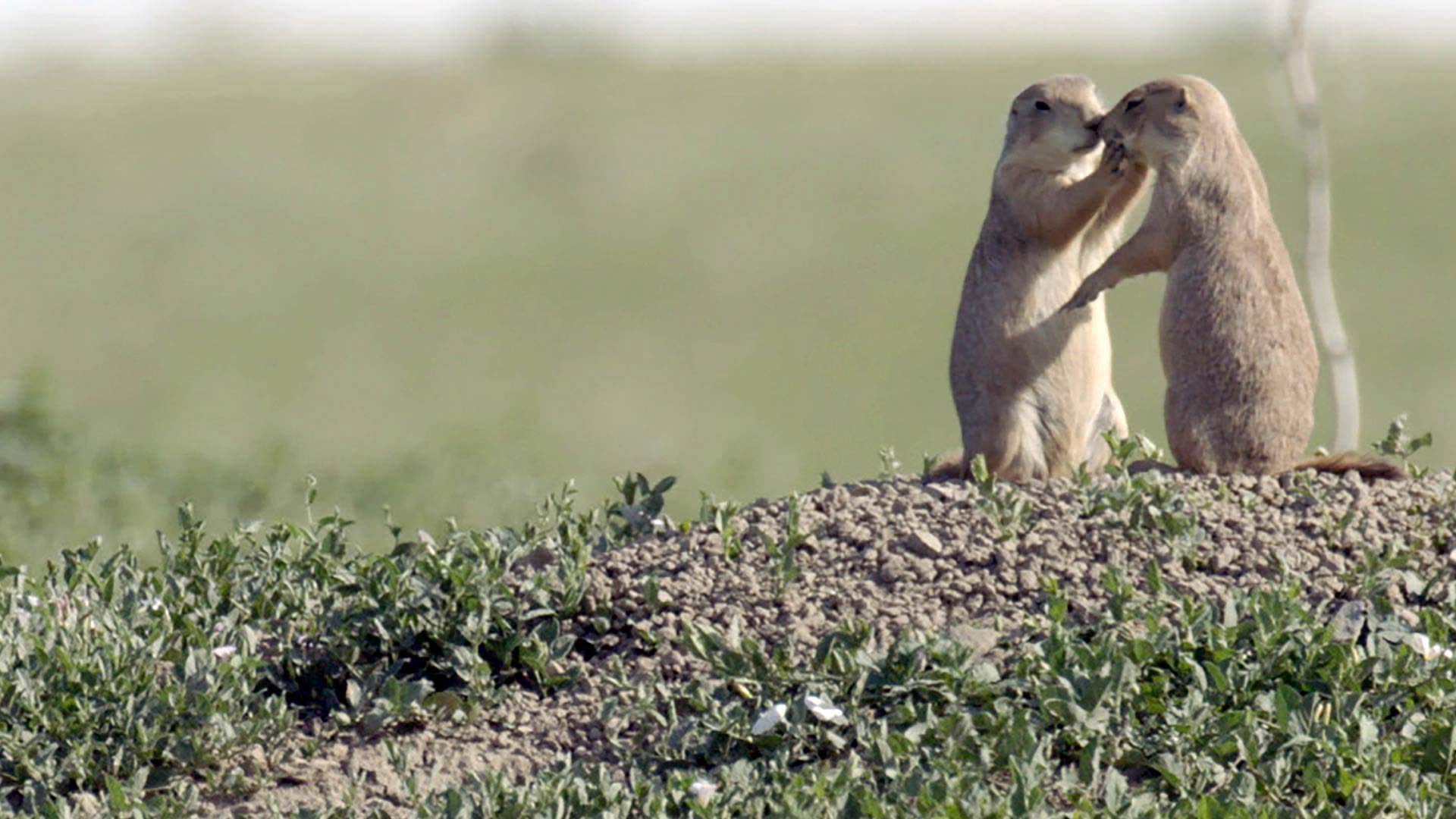 Animal Social Network