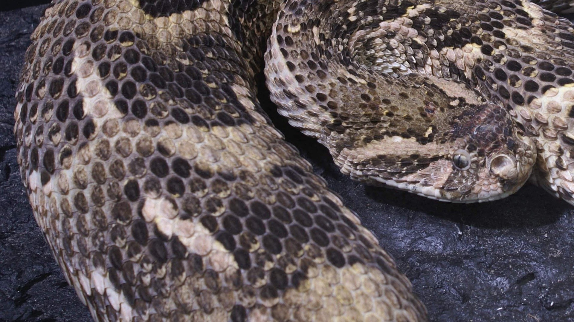 When Predators Attack