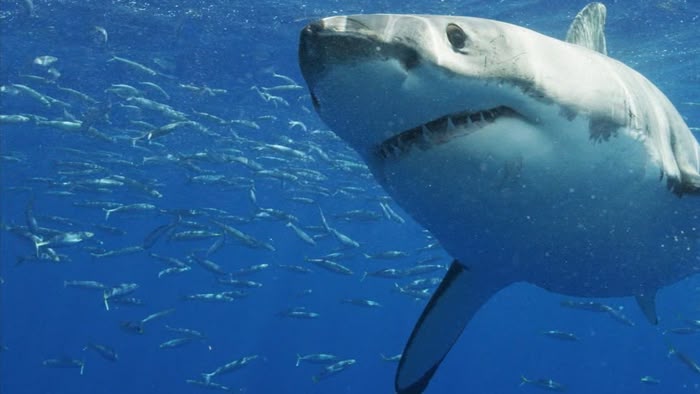 Sharks Up Close with Steve Backshall
