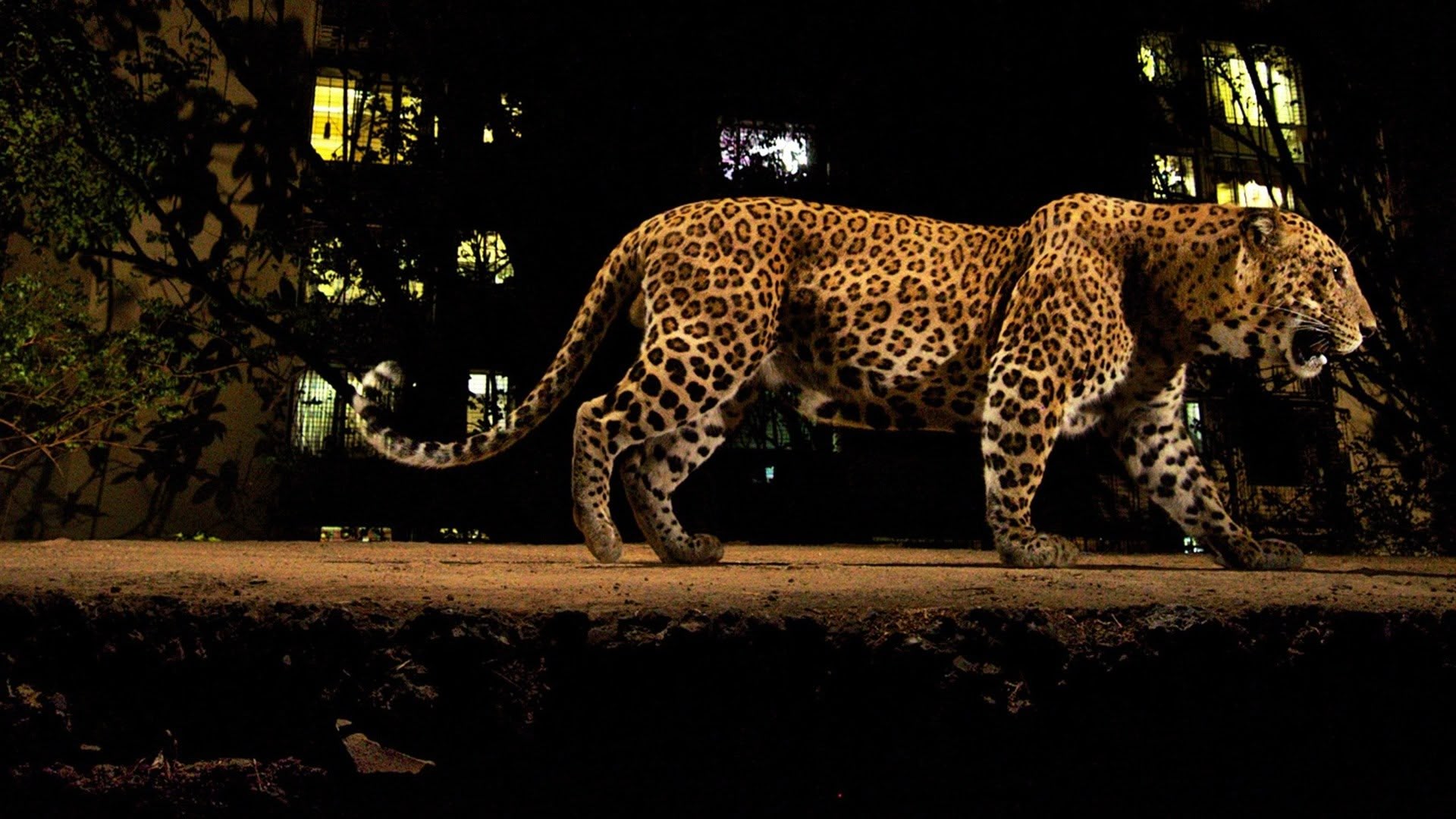 Orangutan on the Edge