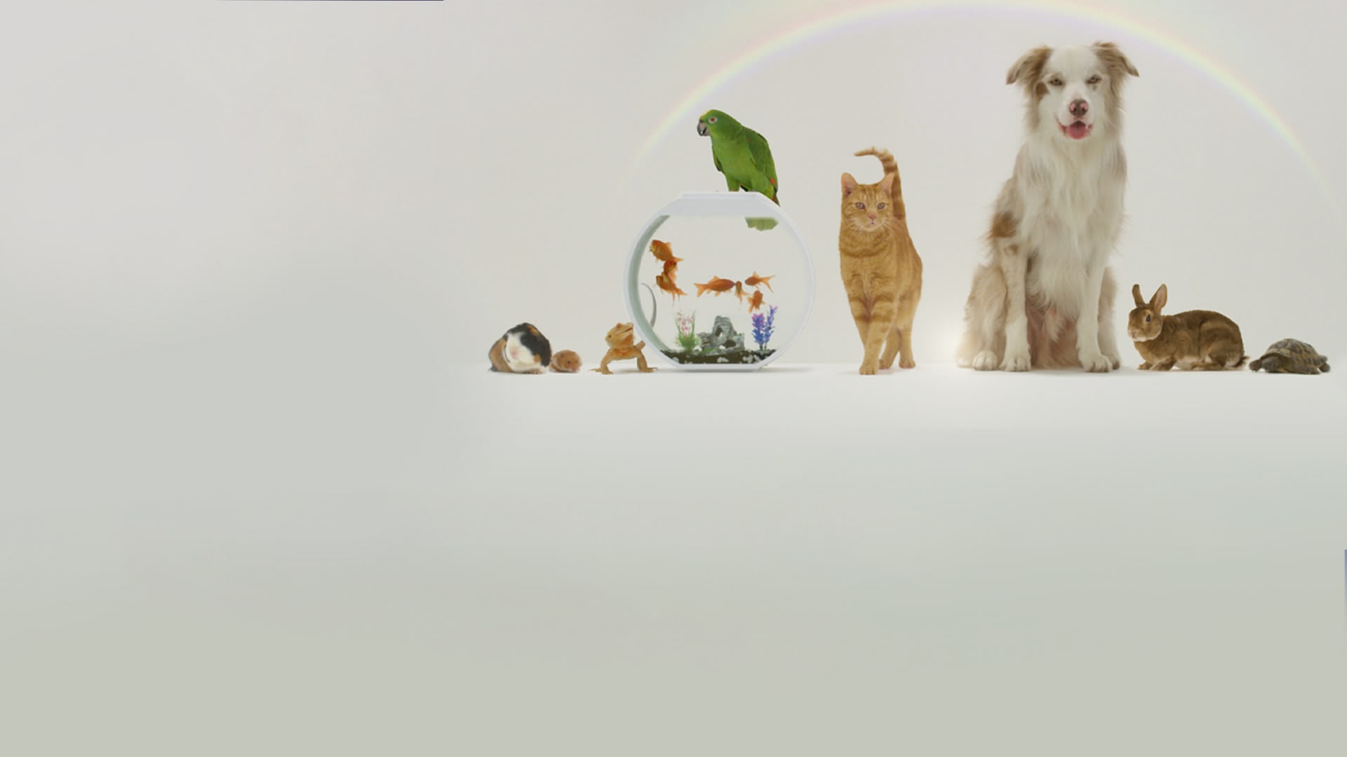 The Secret Life of Our Pets